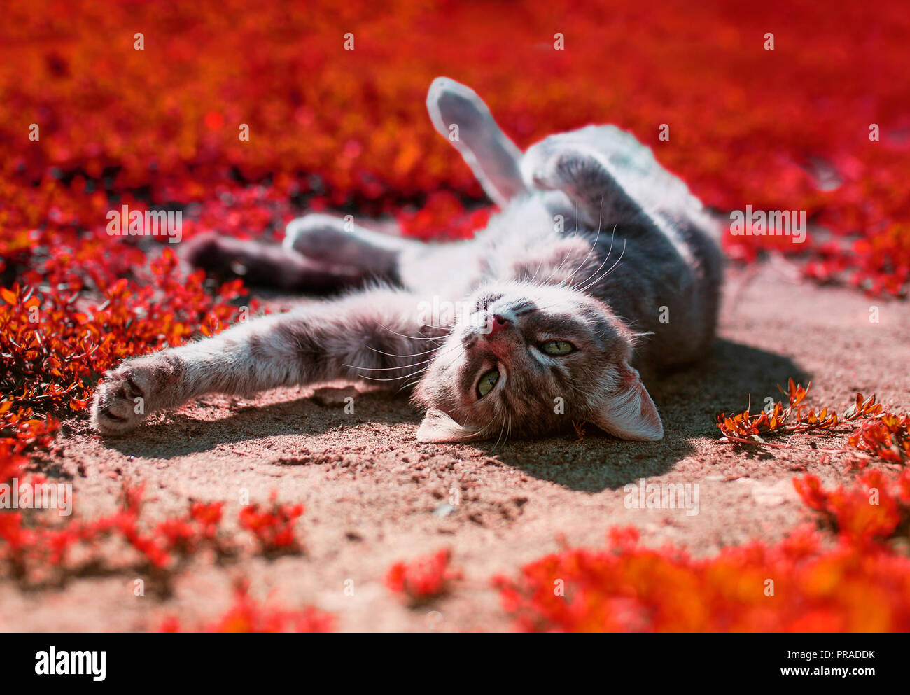 cute striped kitten is lying and sunbathing under the warm autumn sun ...