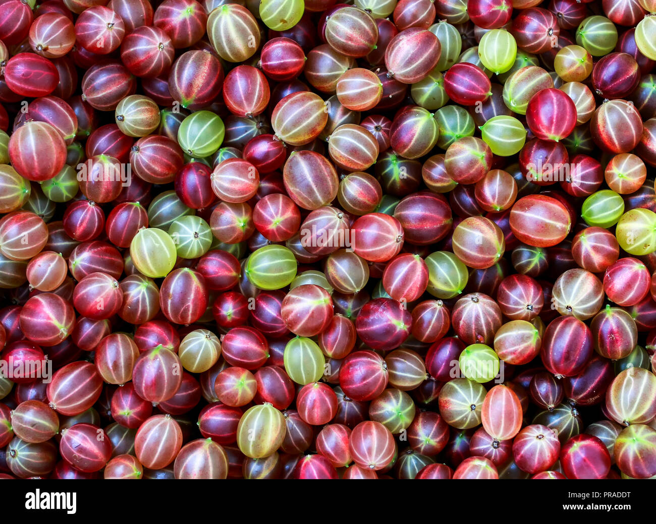 background of many delicious ripe juicy sweet gooseberry berries of ...