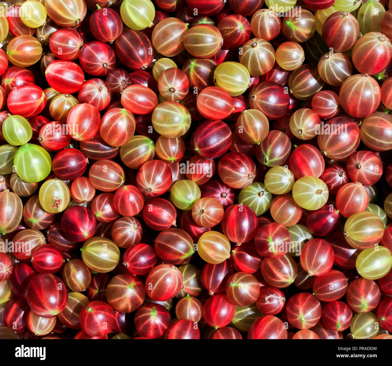 natural background of many delicious ripe juicy sweet gooseberry ...