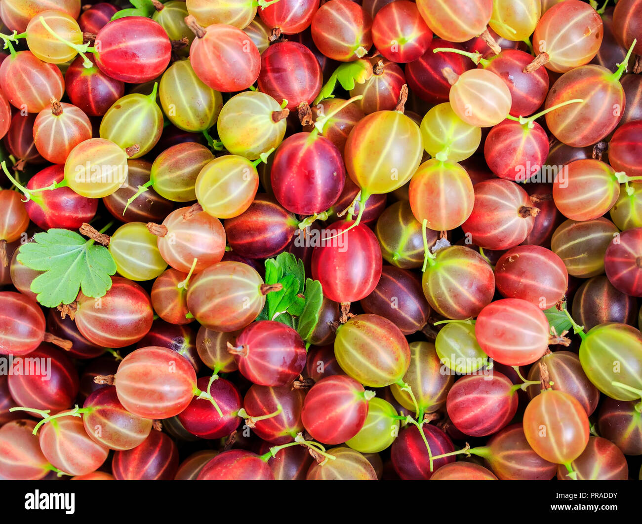 natural background of many delicious ripe juicy sweet gooseberry ...