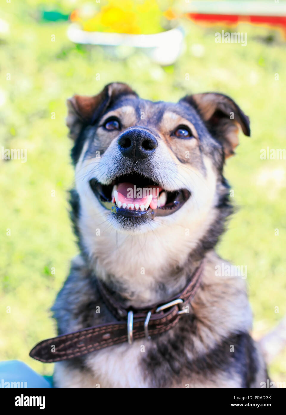 cute funny puppy with high snout looks up cheerfully Stock Photo - Alamy