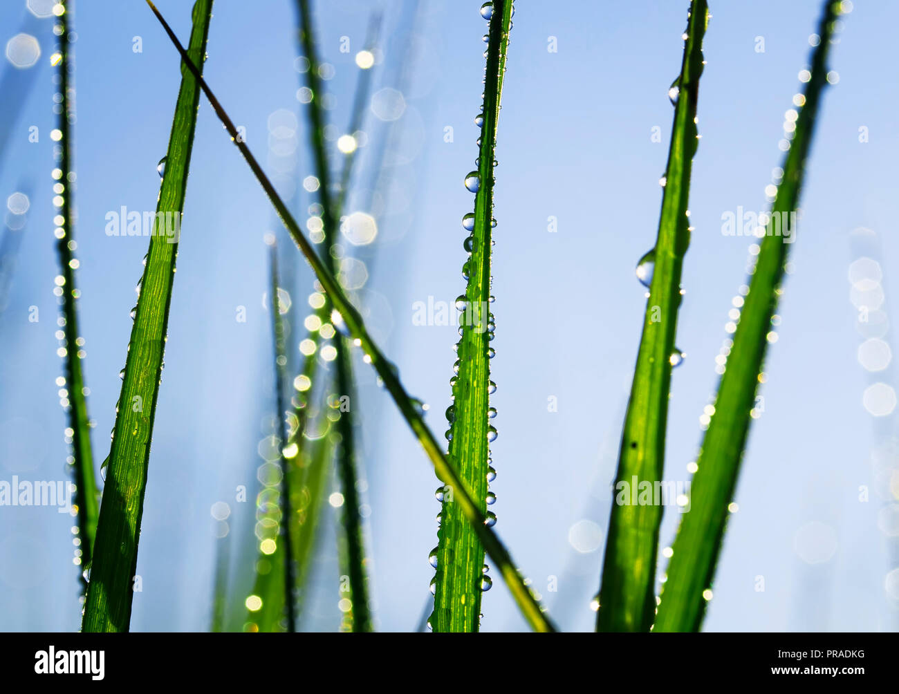beautiful nature with bright green grass with shiny dew drops with ...