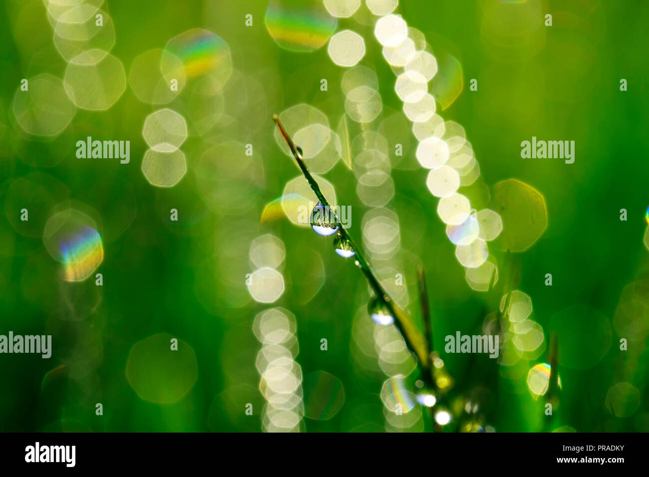 large shiny drops of dew with a green meadow reflected in them and a ...