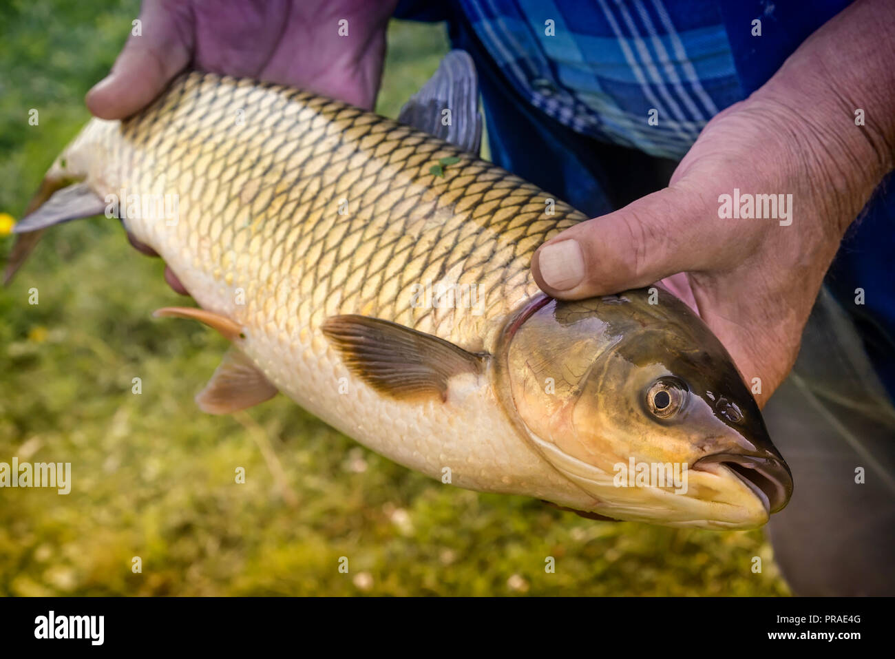 Fisherman holding a large fish, which caught in the river Stock Photo ...