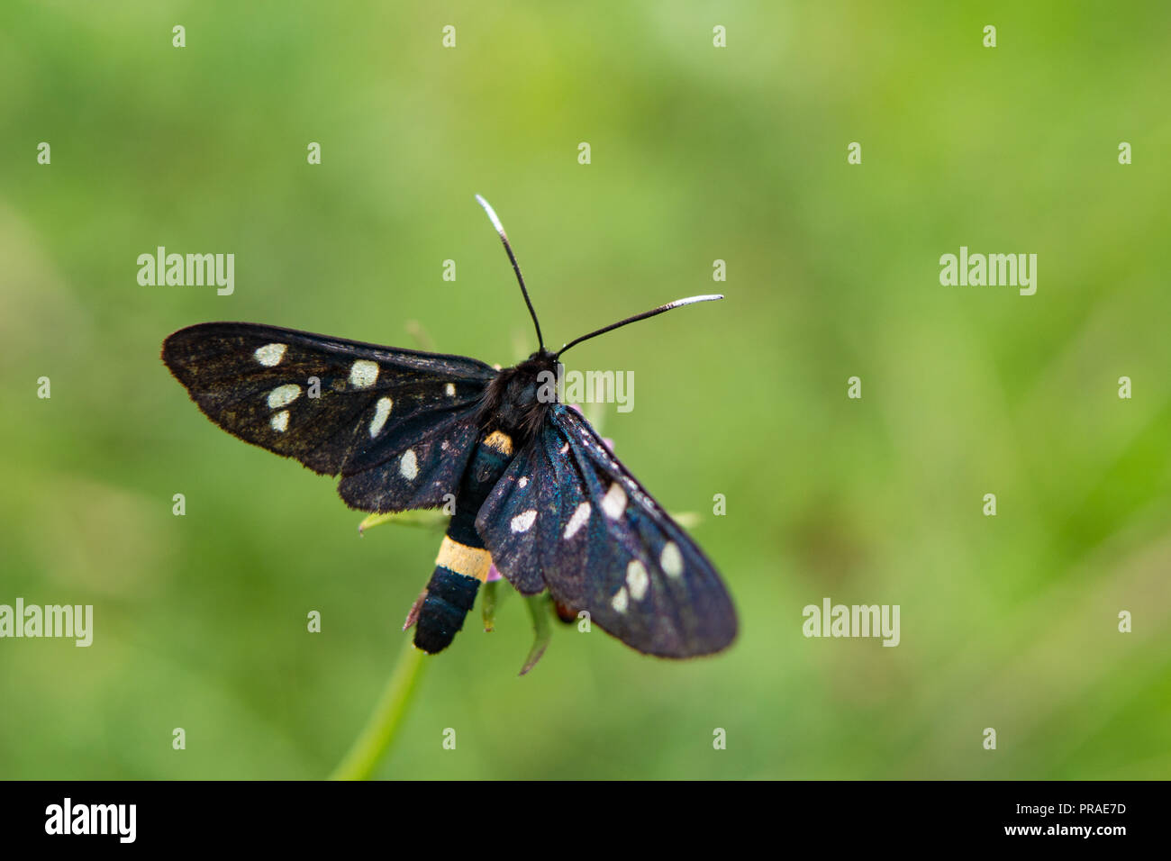 Nine-spotted moth or yellow belted burnet on a flower with a green ...