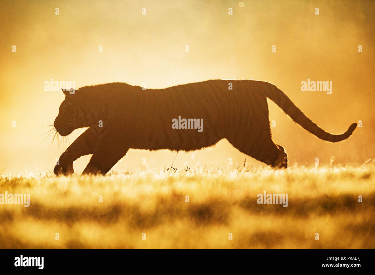 Tiger runs behind the prey. Hunt the prey in tajga in hot summer day ...