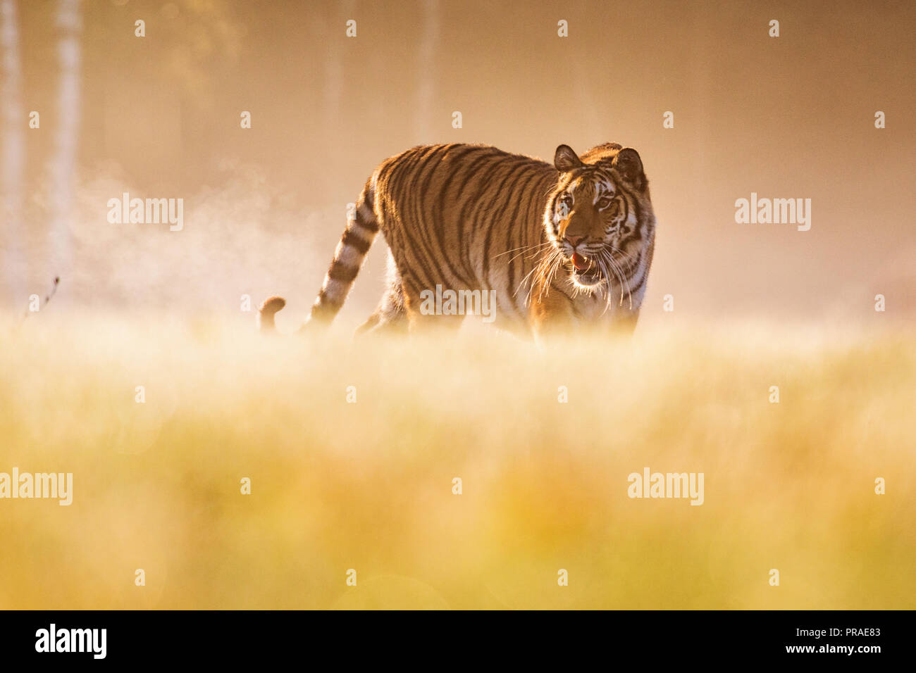 Big beautiful tiger running in hi-res stock photography and images - Alamy
