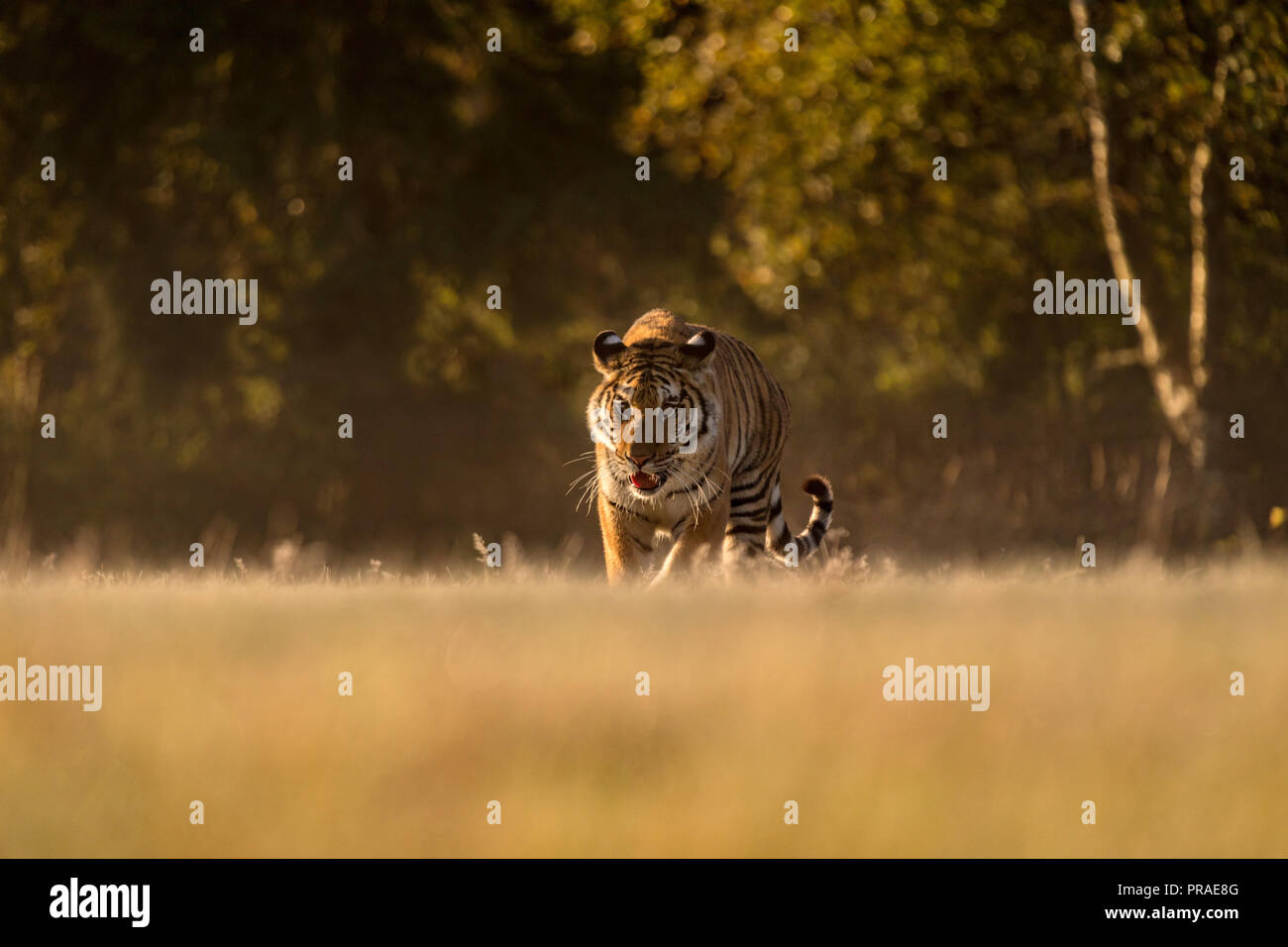 Tiger runs behind the prey. Hunt the prey in tajga in hot summer day ...