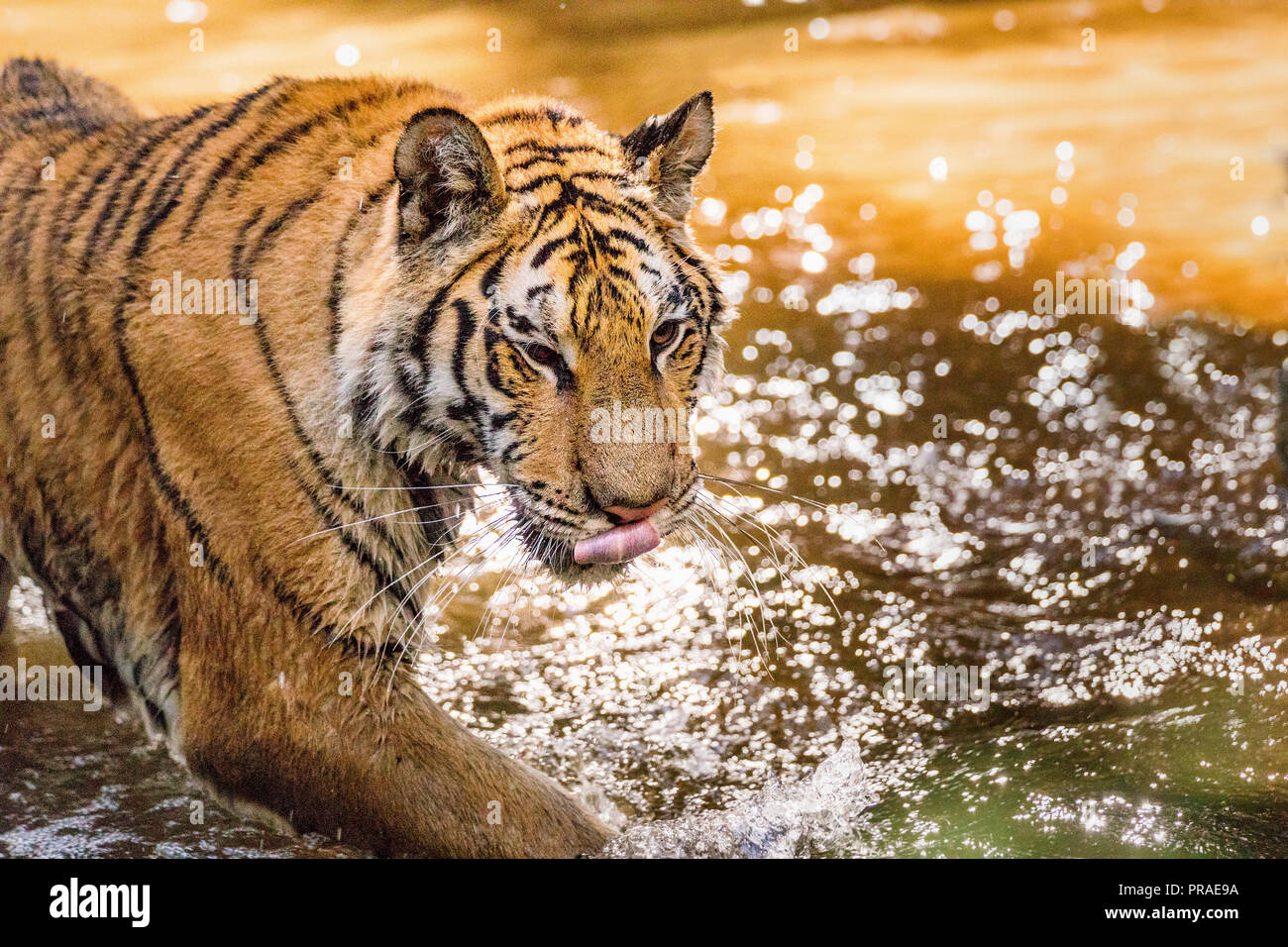 Tiger runs behind the prey in water. Hunt the prey in tajga in hot ...