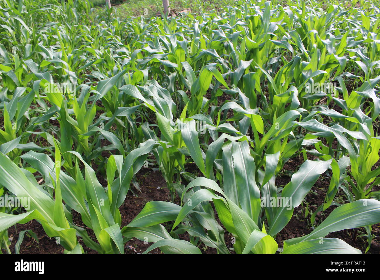 Corn field background hi-res stock photography and images - Alamy