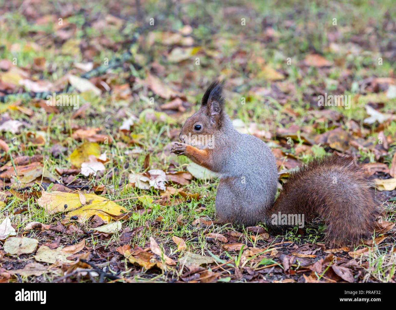 Yellow ground squirrel hi-res stock photography and images - Alamy