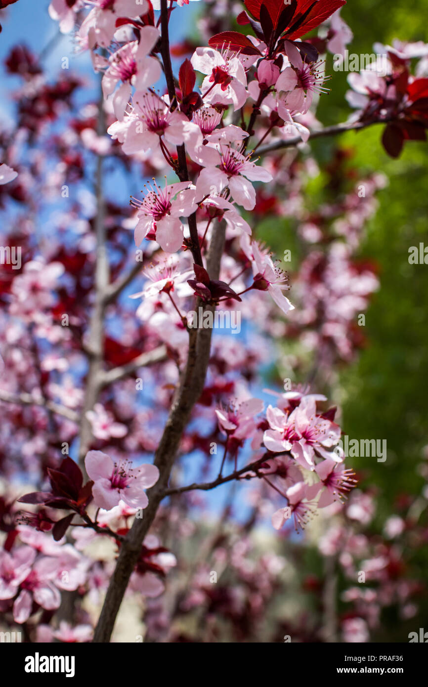 Beautiful Almond Blossom Nature Flower Art in Spring Pink Flower in ...