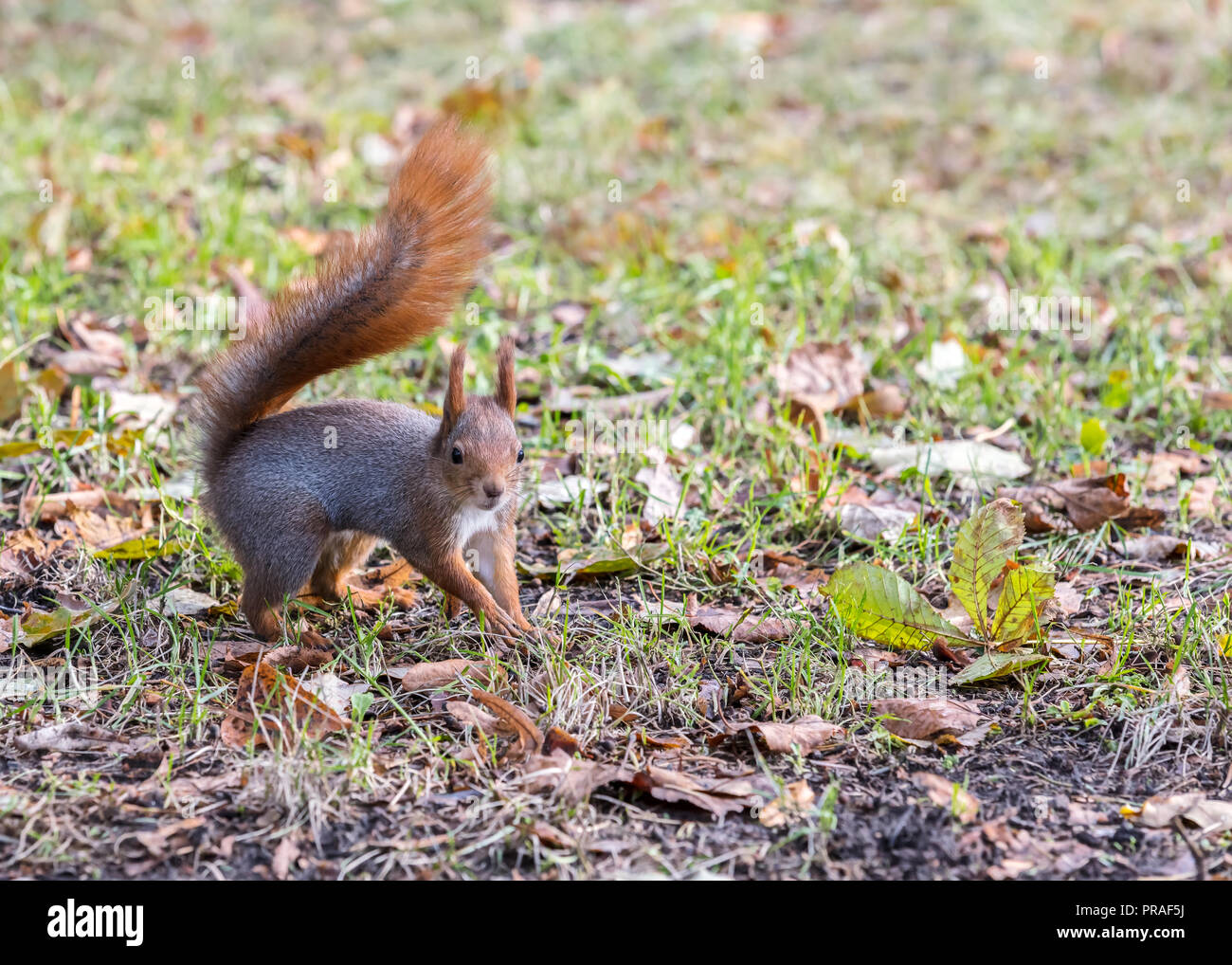 Fluffy tail hi-res stock photography and images - Alamy