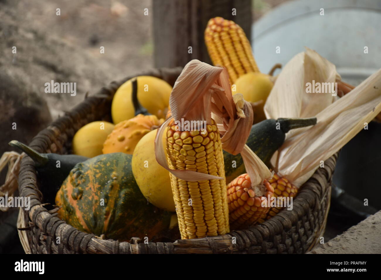 Colors of corn hi-res stock photography and images - Alamy