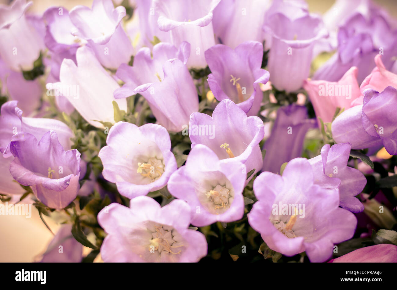 Pink bell flowers hi-res stock photography and images - Alamy