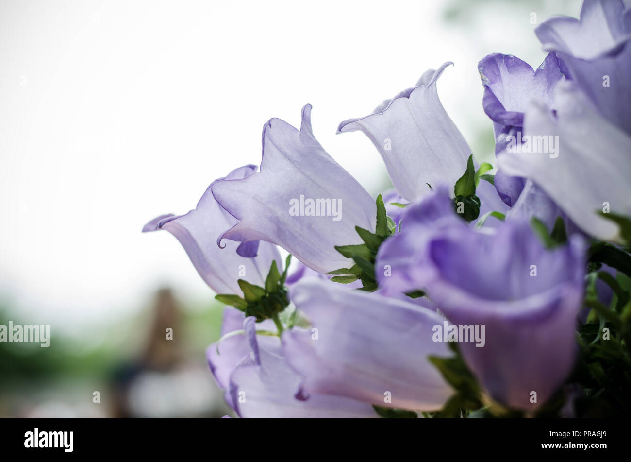 Pink bell flowers hi-res stock photography and images - Alamy
