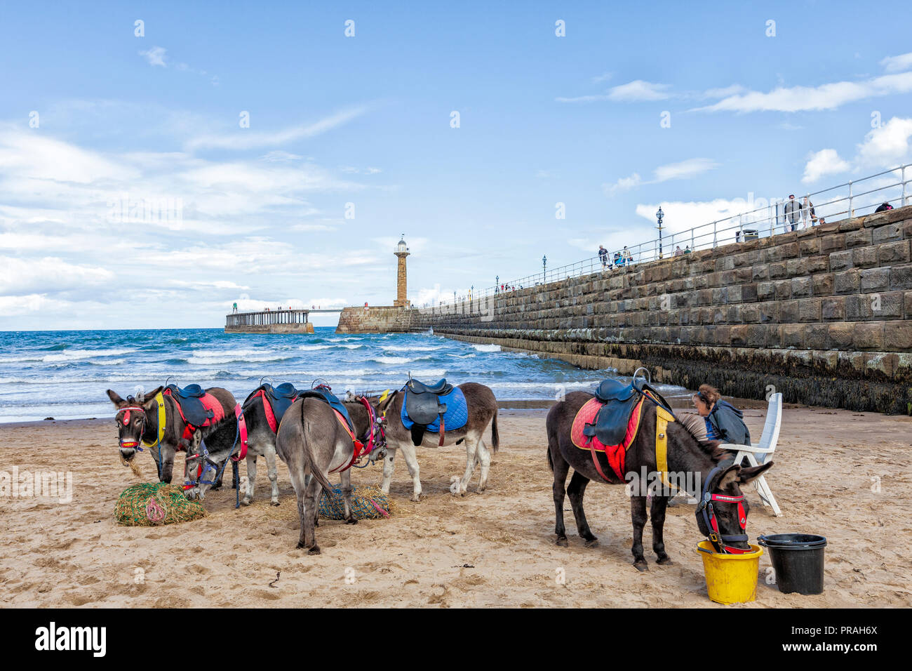 Donkeys on beach scarborough hi-res stock photography and images - Alamy