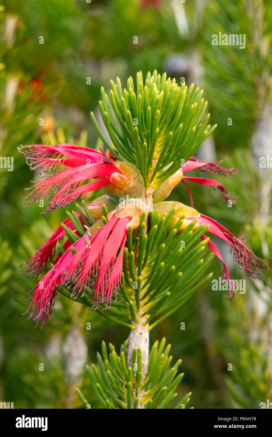 Calothamnus validus, Barren's Clawflower Stock Photo - Alamy