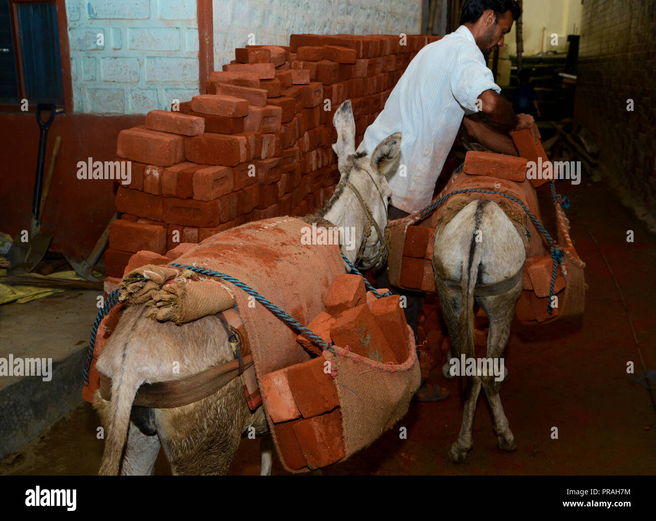 Indian Donkey High Resolution Stock Photography and Images - Alamy