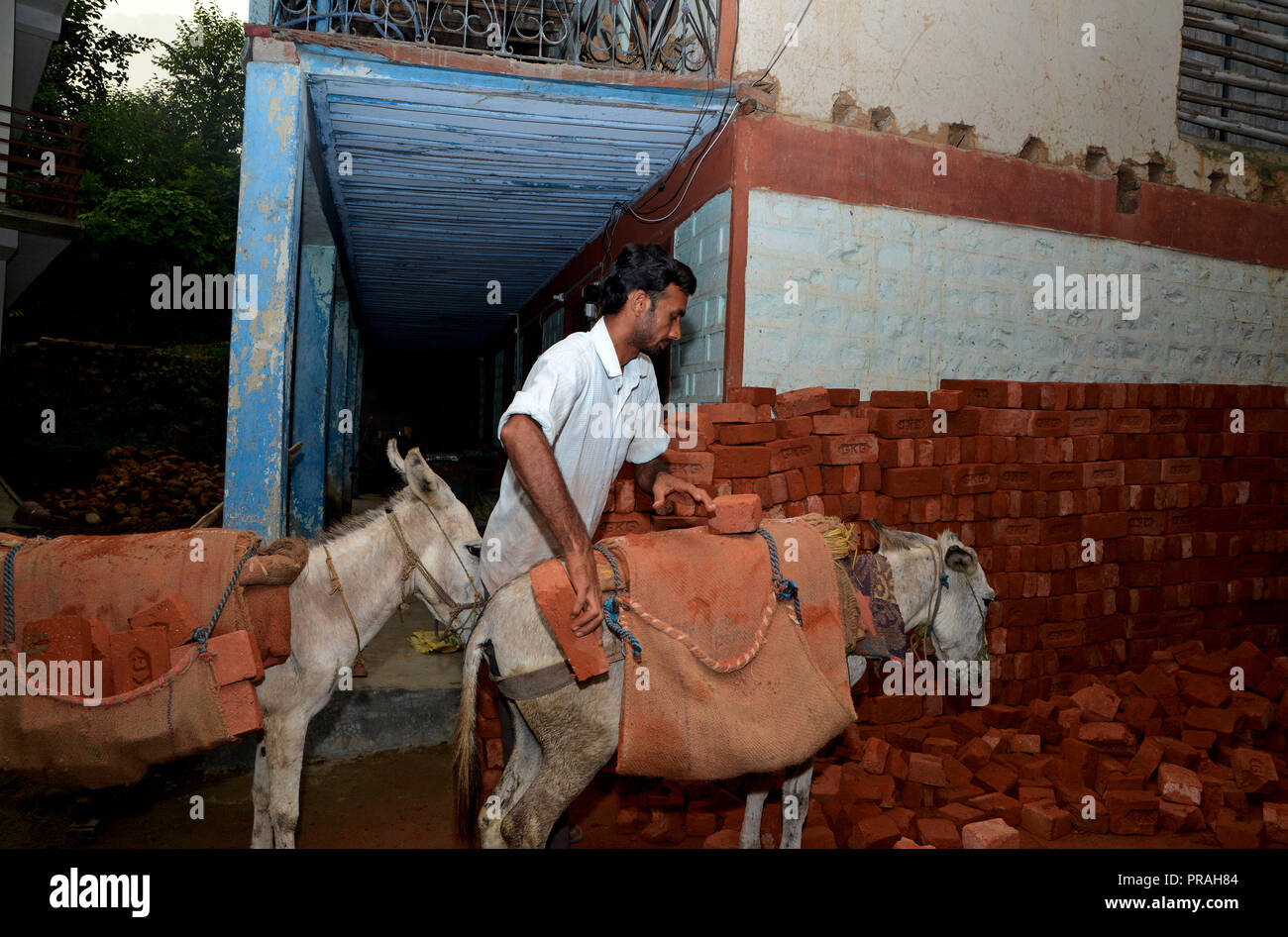 Donkey carrying Brick at construction site Stock Photo - Alamy