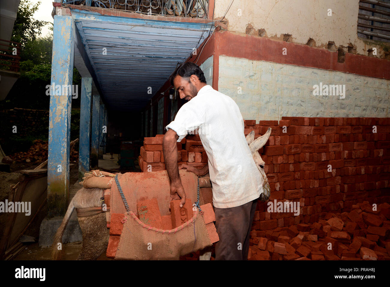 Donkey carrying Brick at construction site Stock Photo - Alamy