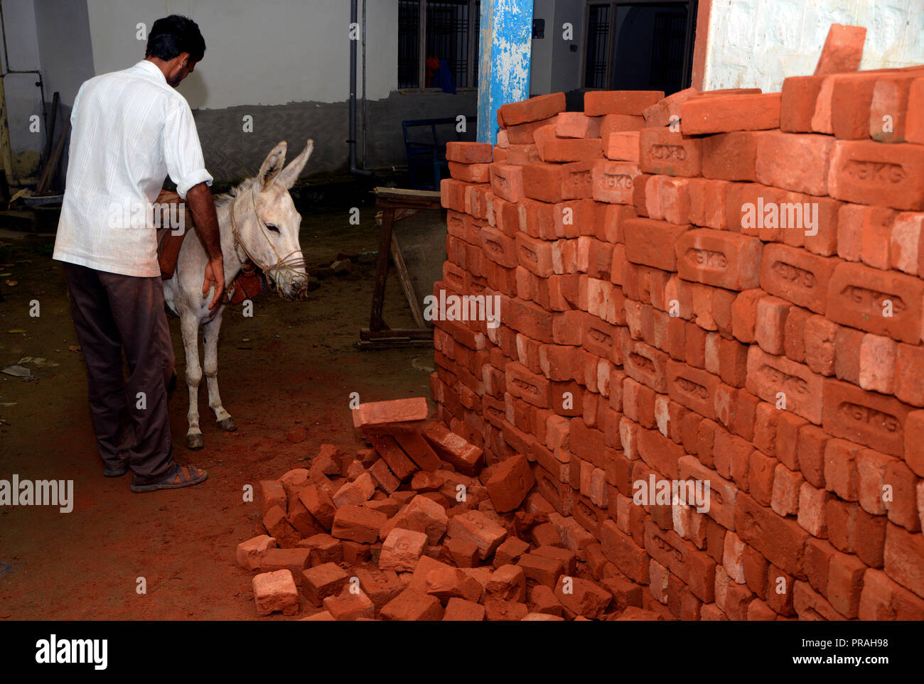 Indian Donkey High Resolution Stock Photography and Images - Alamy