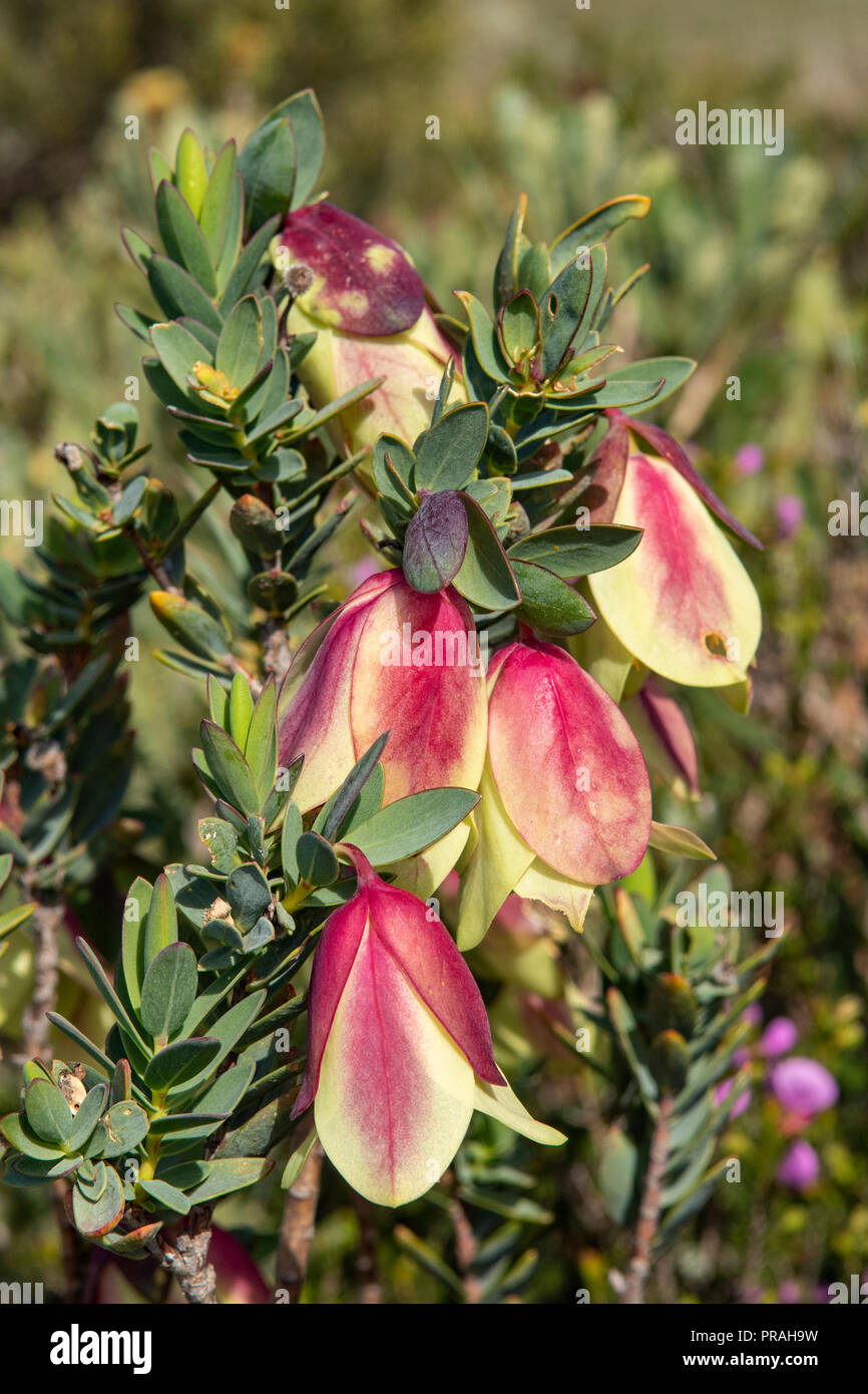 Pimelea physodes, Qualup Bell Stock Photo - Alamy
