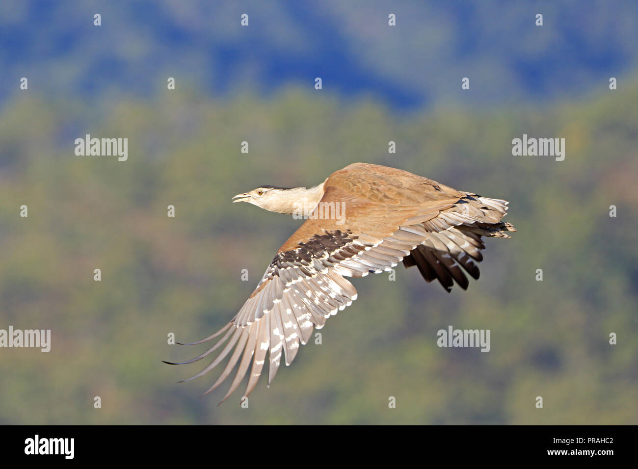 Australian Bustard in flight in Far North Queensland Australia Stock ...