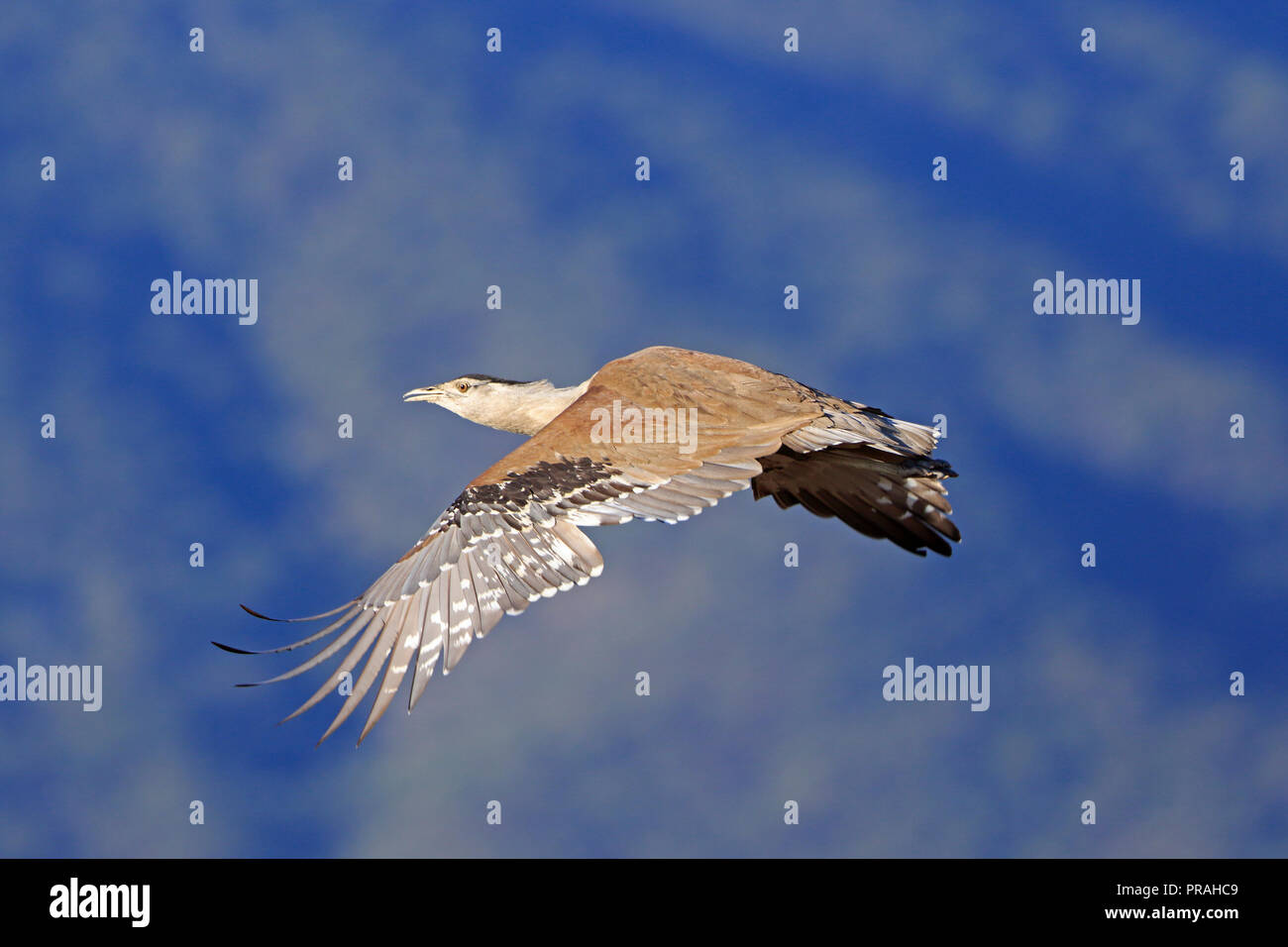 Australian Bustard in flight in Far North Queensland Australia Stock ...