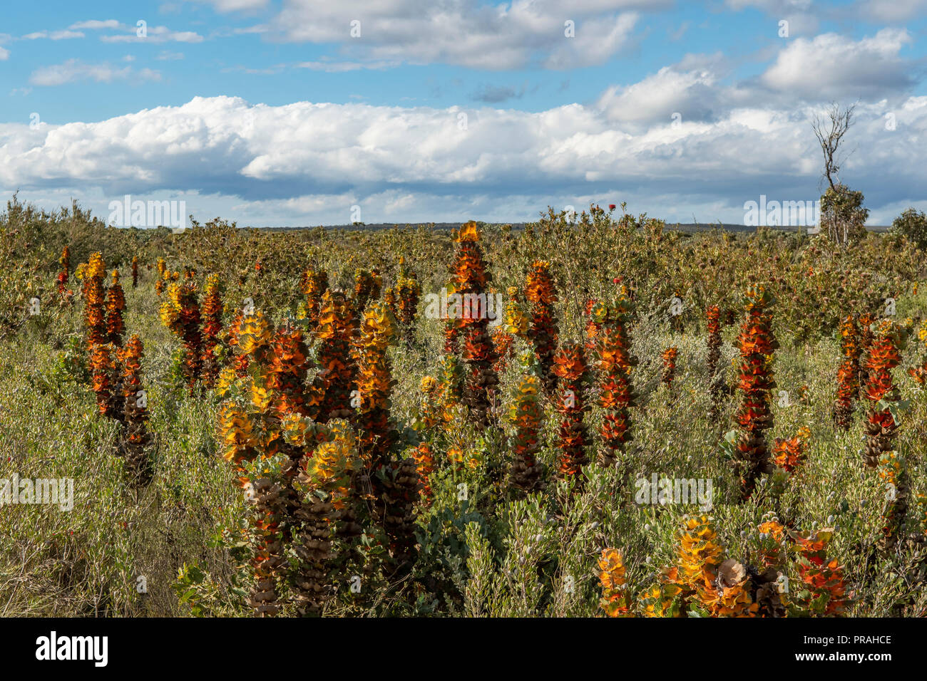 Fitzgerald river national park hi-res stock photography and images - Alamy