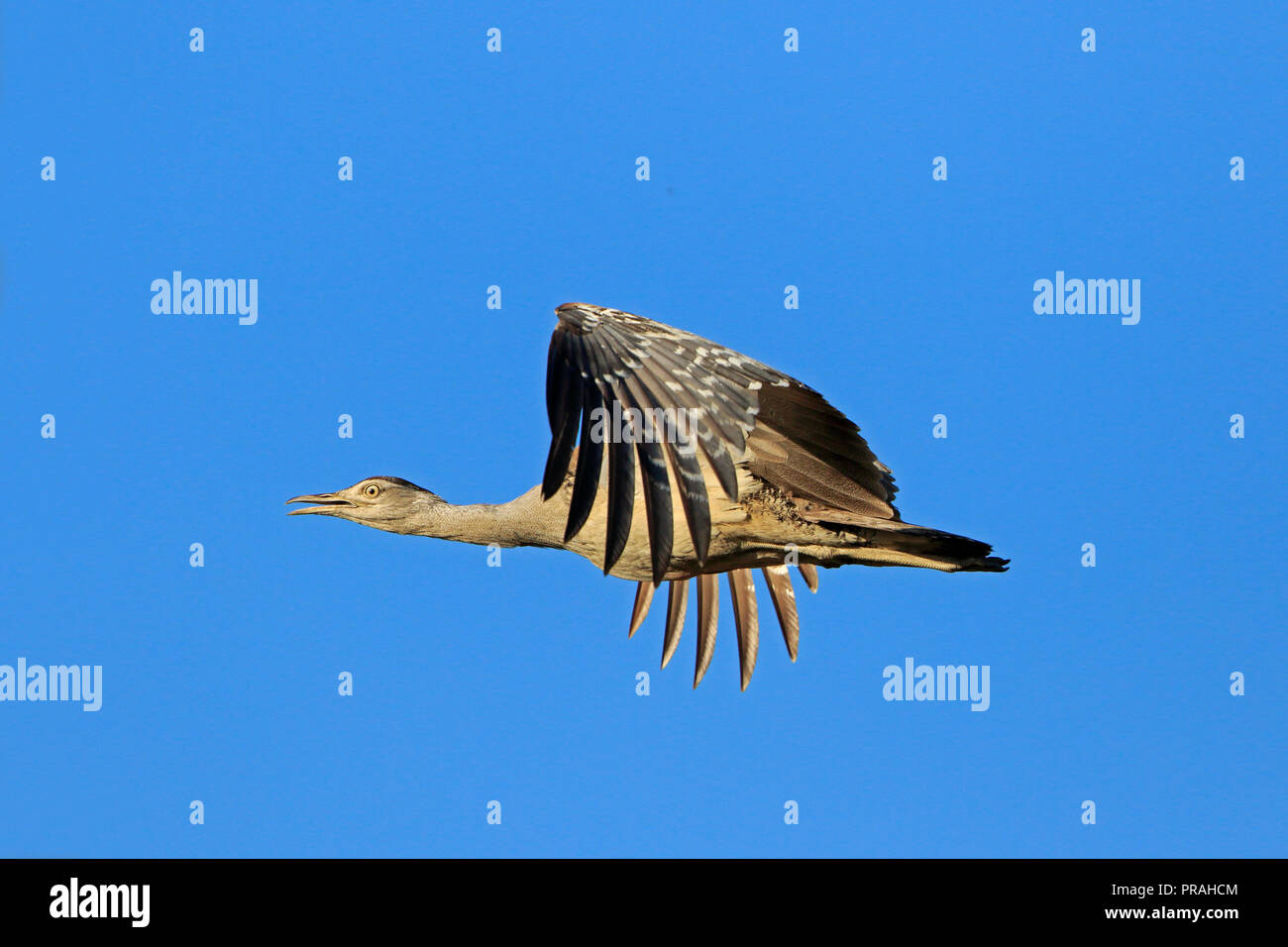 Australian Bustard in flight in Far North Queensland Australia Stock ...