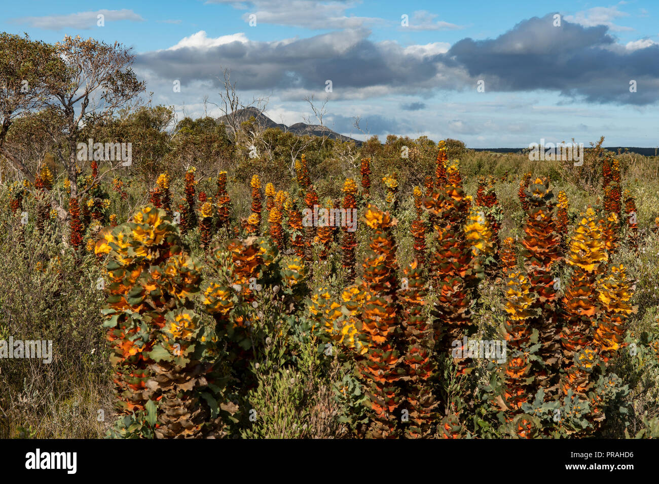 Fitzgerald river national park hi-res stock photography and images - Alamy