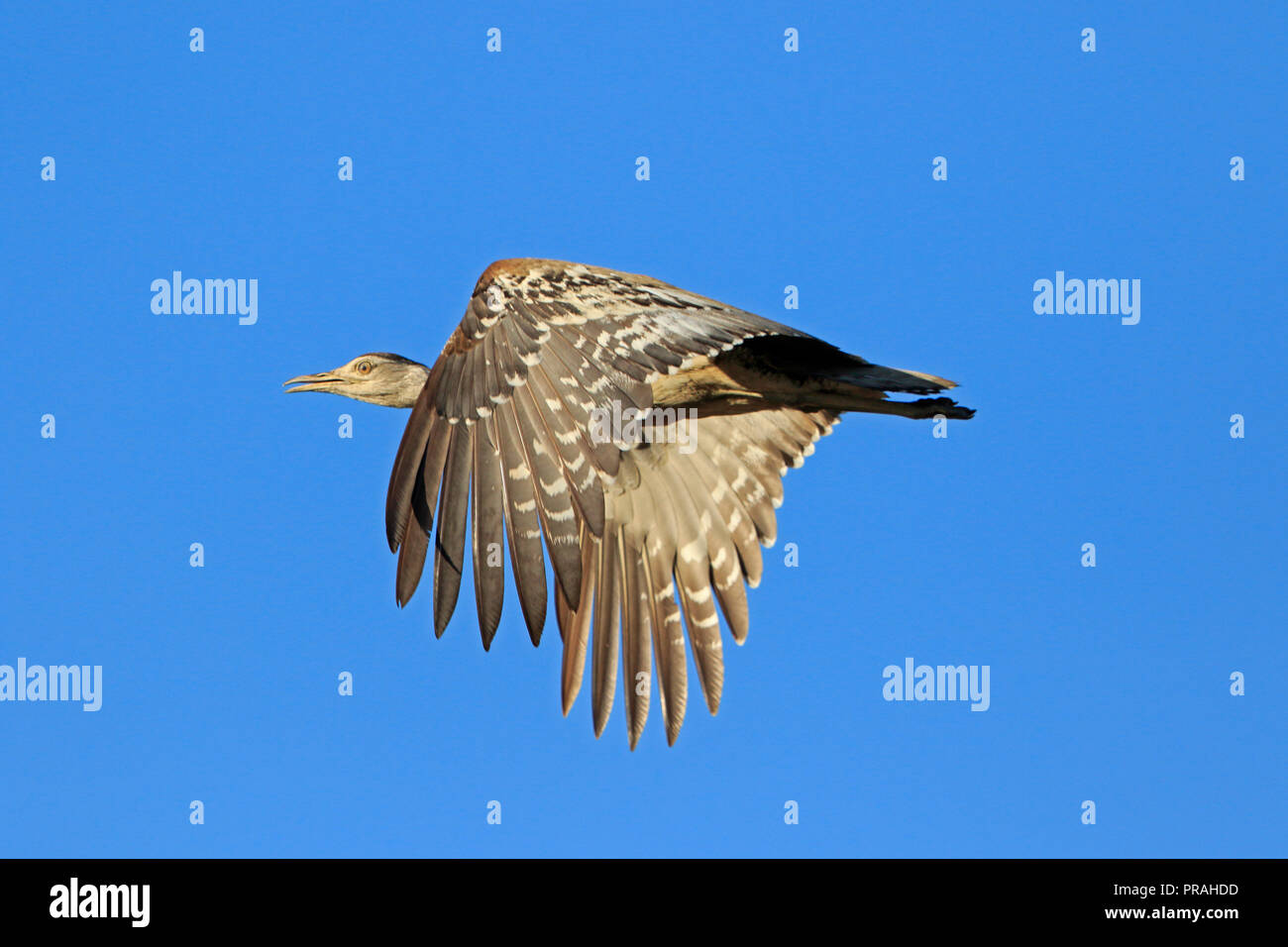 Australian Bustard in flight in Far North Queensland Australia Stock ...