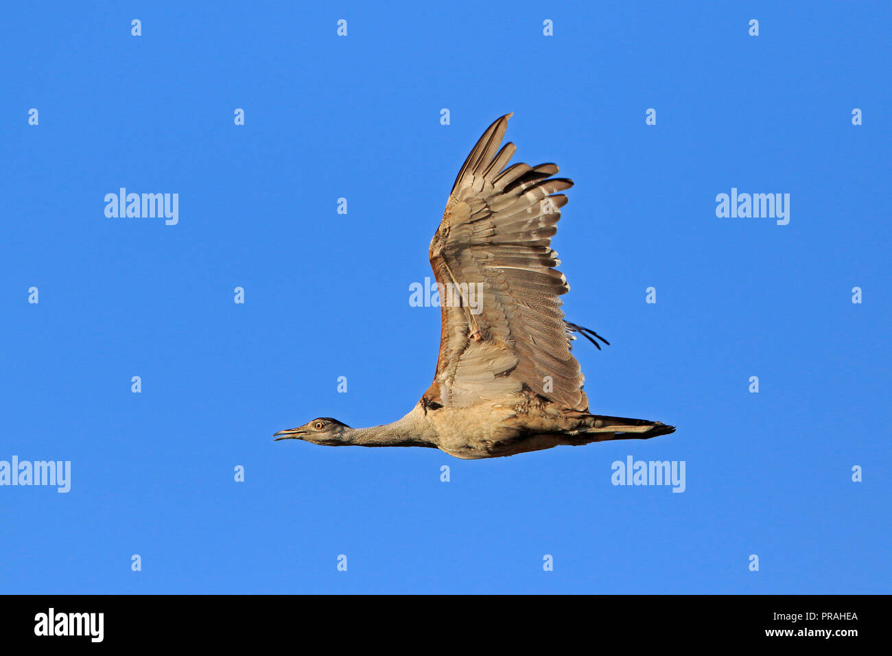Australian Bustard in flight in Far North Queensland Australia Stock ...