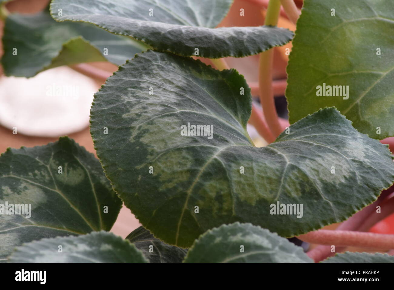 closeup shot of an indoor plant with interesting leaf patterns Stock ...