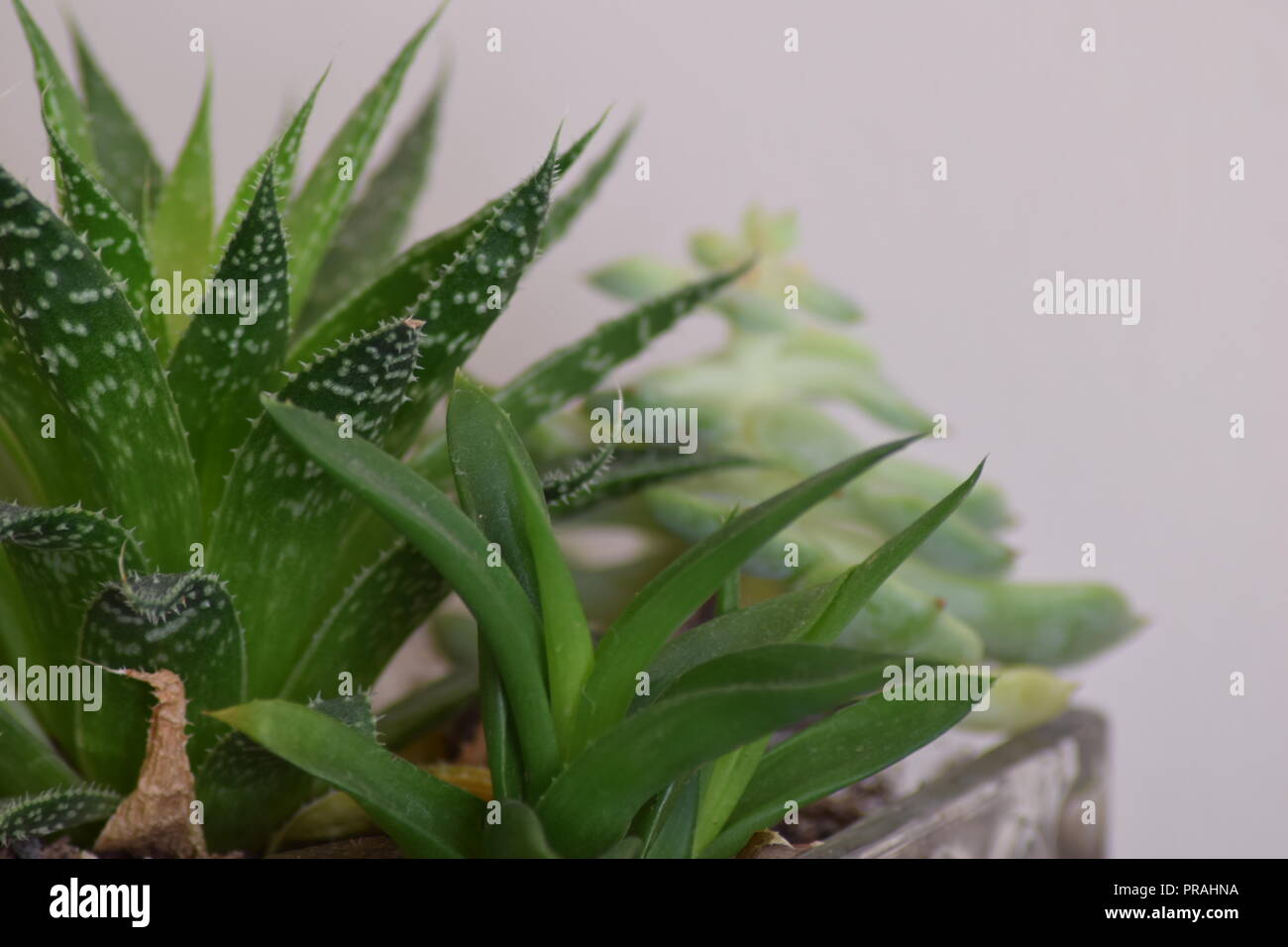 Beautiful succulents hi-res stock photography and images - Alamy