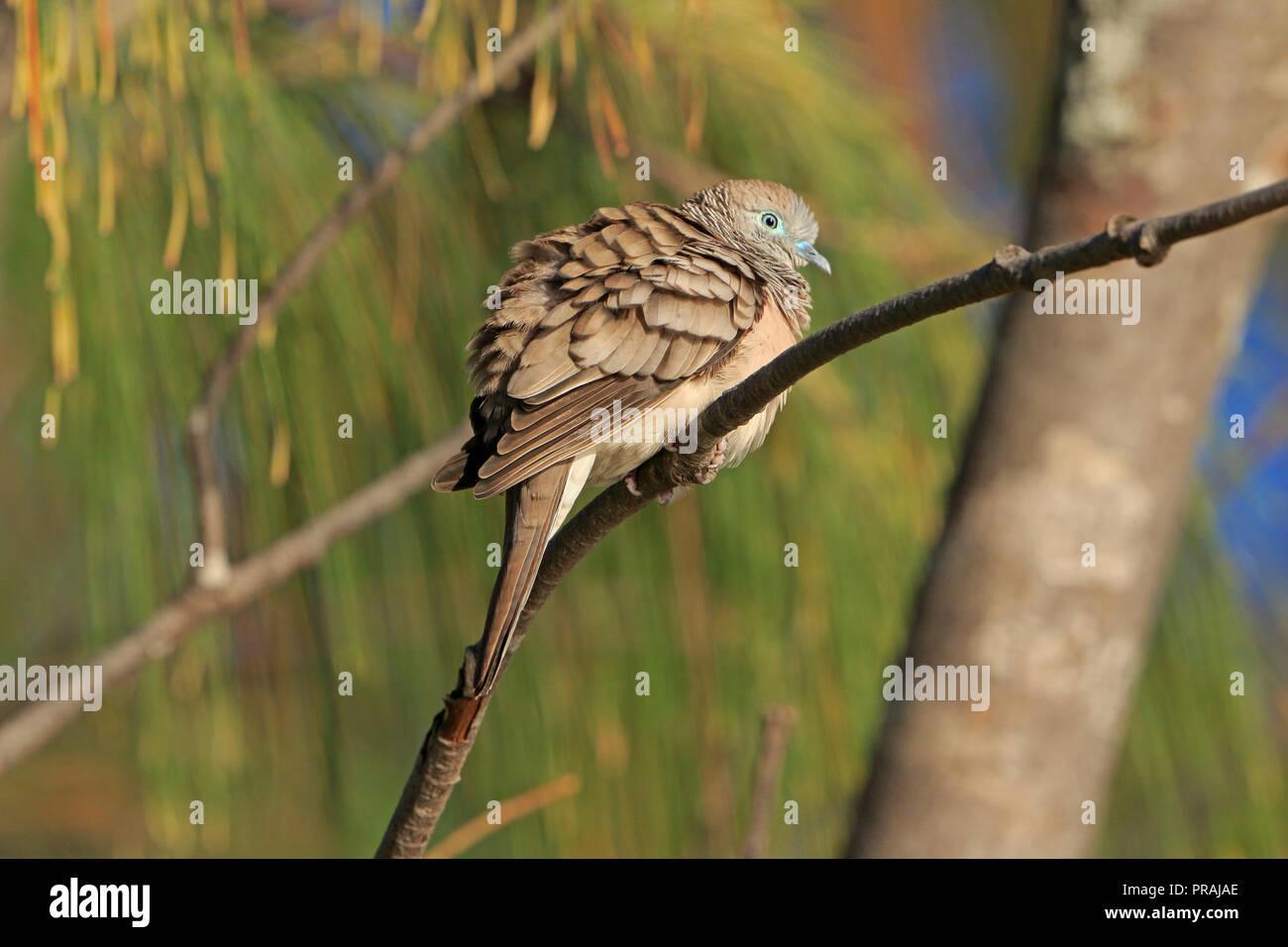 Peaceful Dove in a tree in Cairns Far North Queensland Stock Photo - Alamy