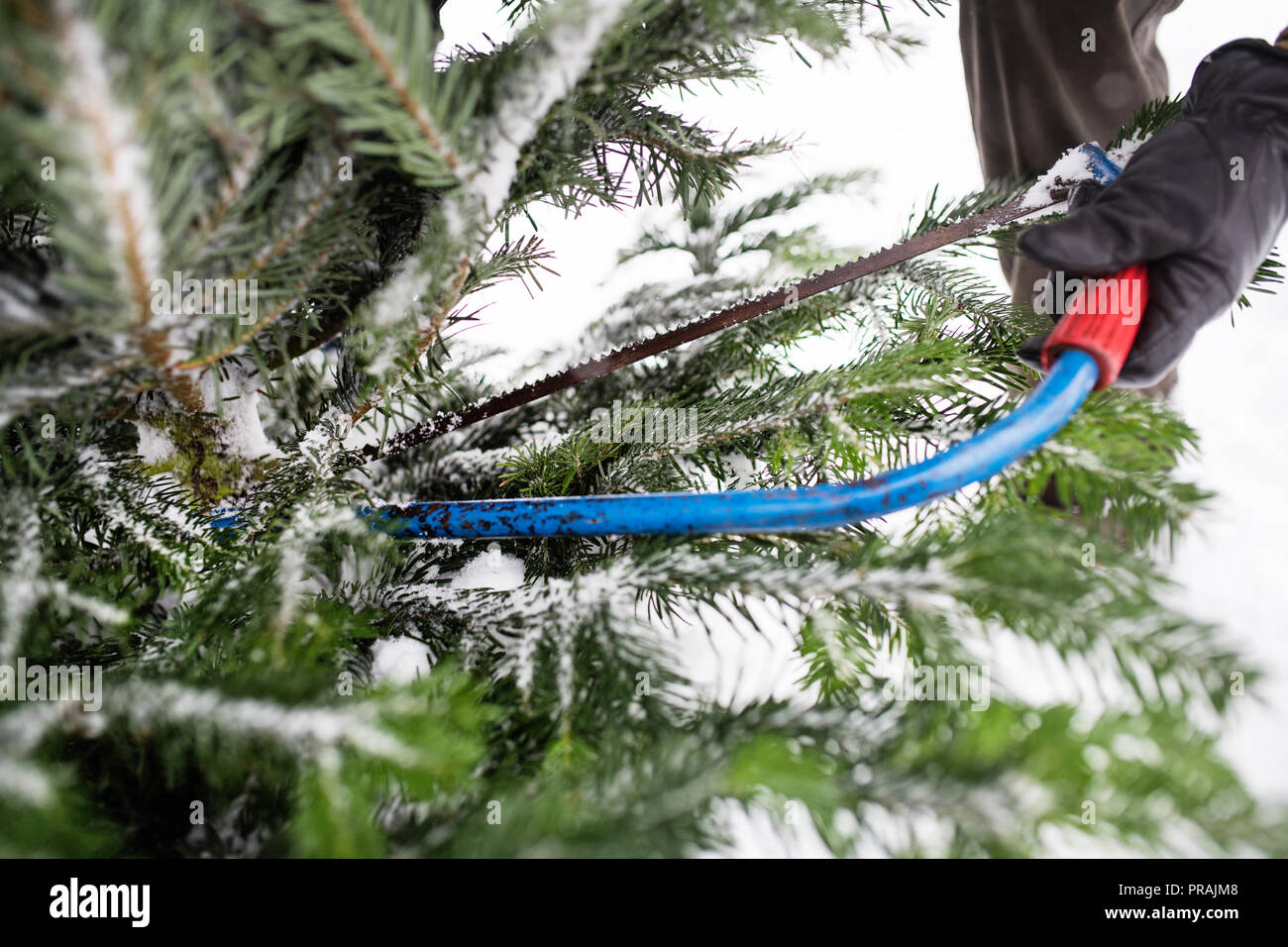 Christmas tree in forest hi-res stock photography and images - Alamy