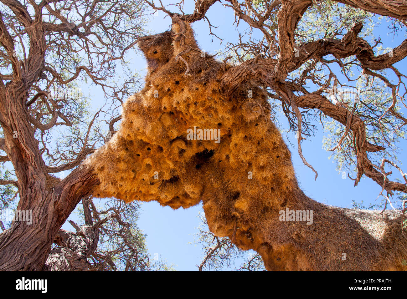 Giant Weaver Bird Nests in African Tree, Namibia Stock Photo - Alamy