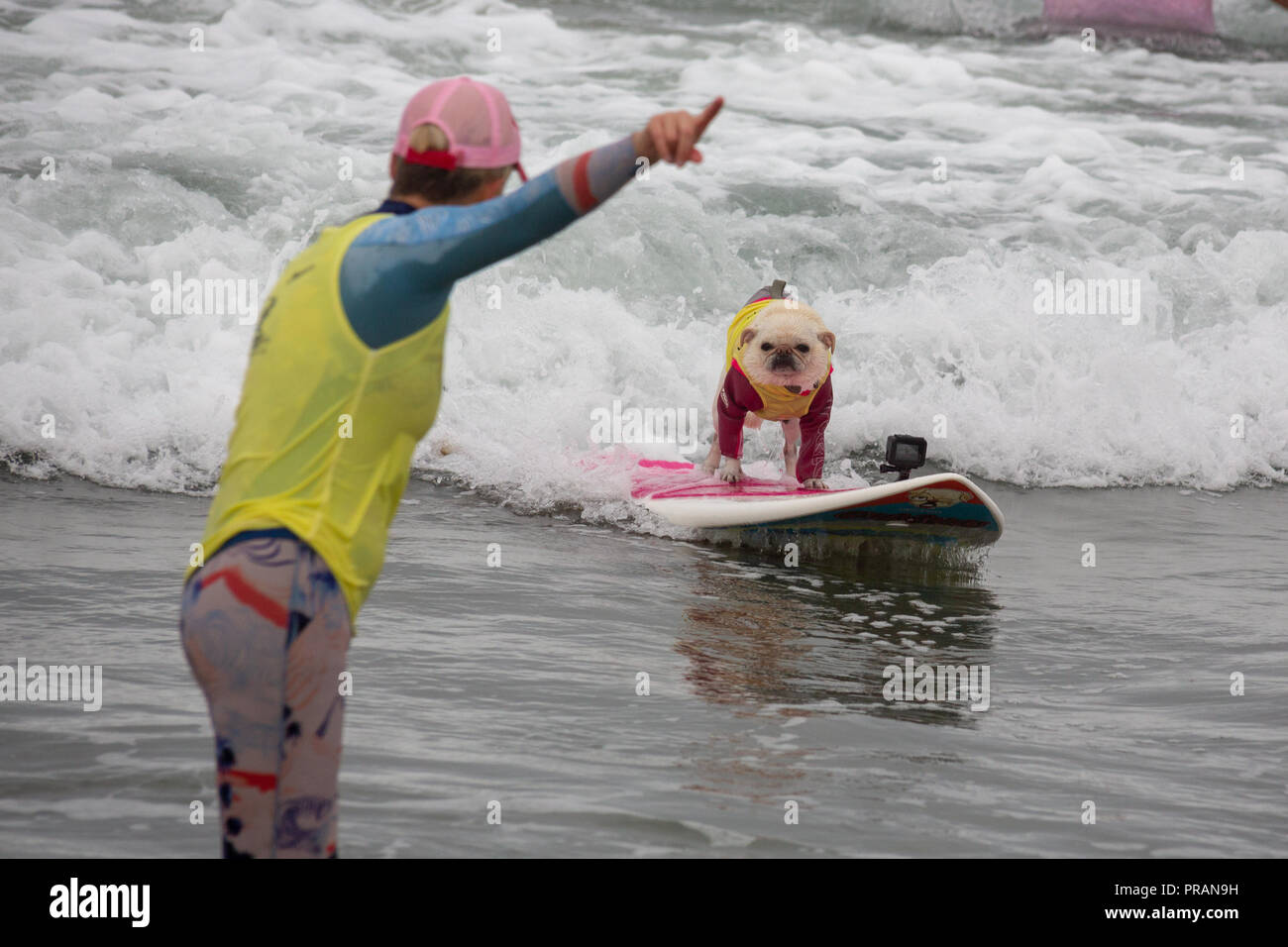 Gidget Surfing