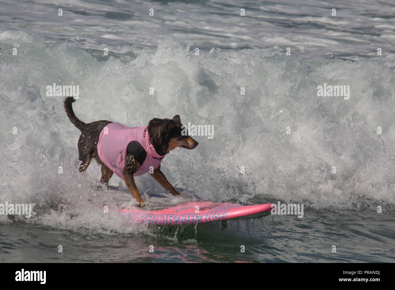 Abbie the surf dog hi-res stock photography and images - Alamy