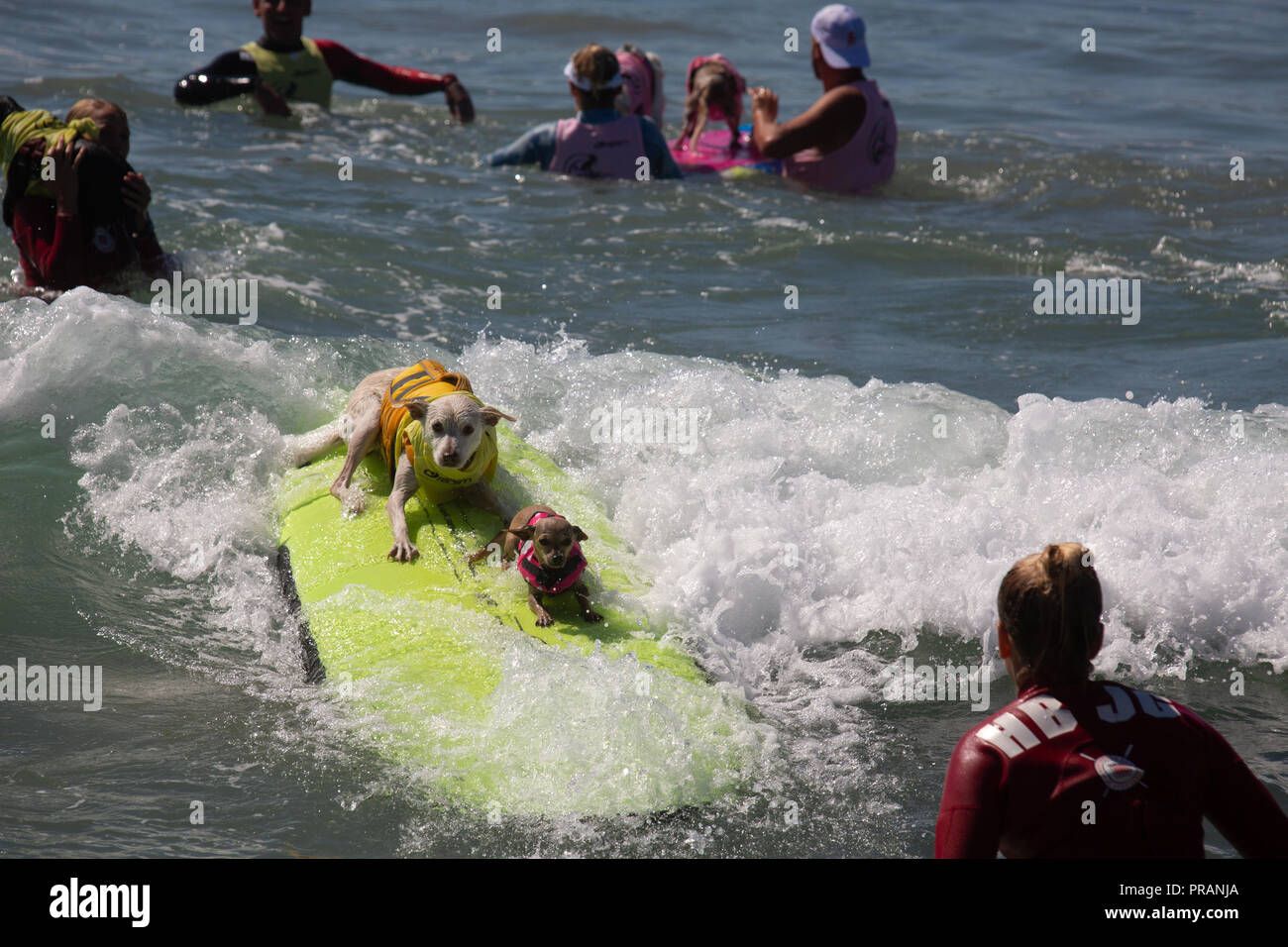 Kiwi dog hi-res stock photography and images - Alamy
