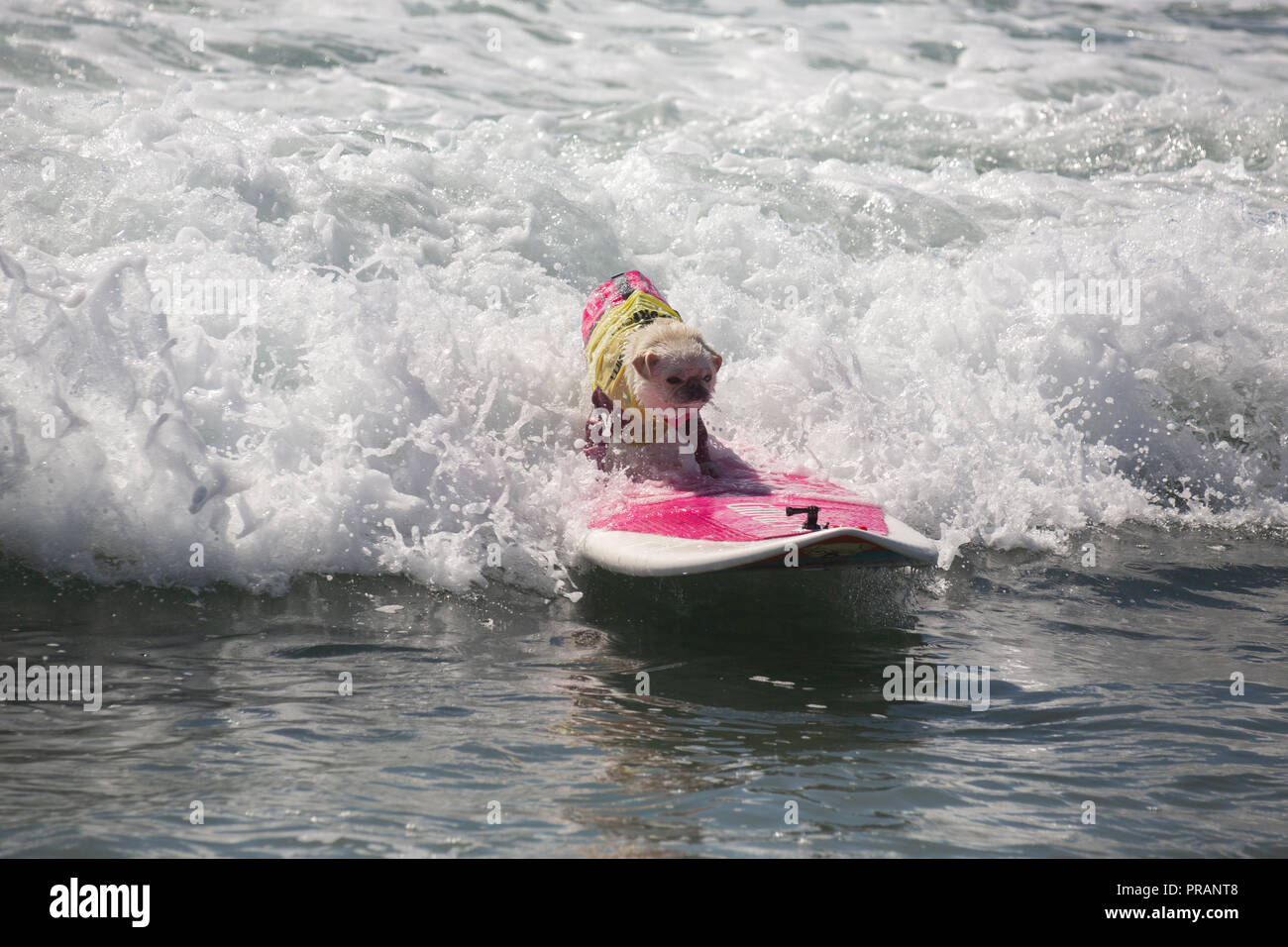 Surf gidget the pug hi-res stock photography and images - Alamy