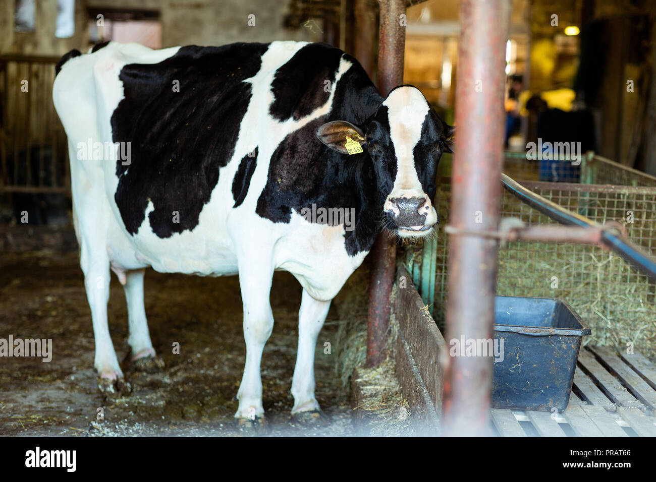 Cow lady hi-res stock photography and images - Alamy