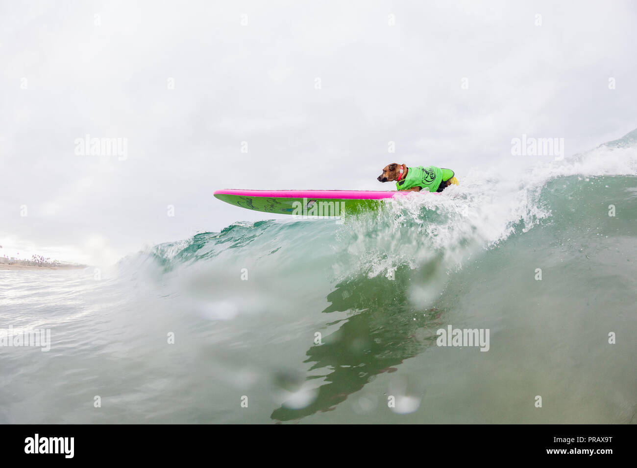 Hunnington Beach, CA, USA. 29th Sep, 2018. Surfcity Surfdog competition ...