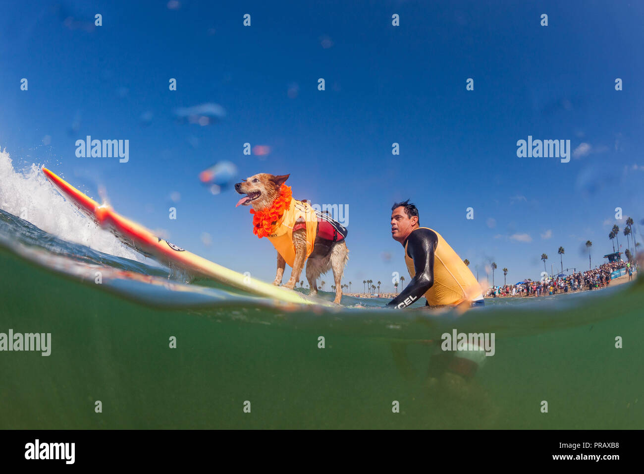 Hunnington Beach, CA, USA. 29th Sep, 2018. Surfcity Surfdog competition ...