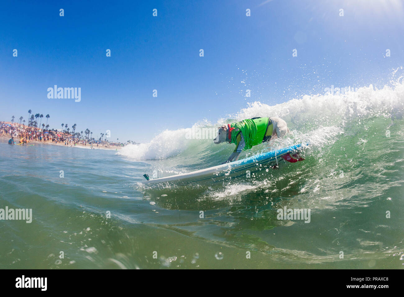 Hunnington Beach, CA, USA. 29th Sep, 2018. Surfcity Surfdog competition ...