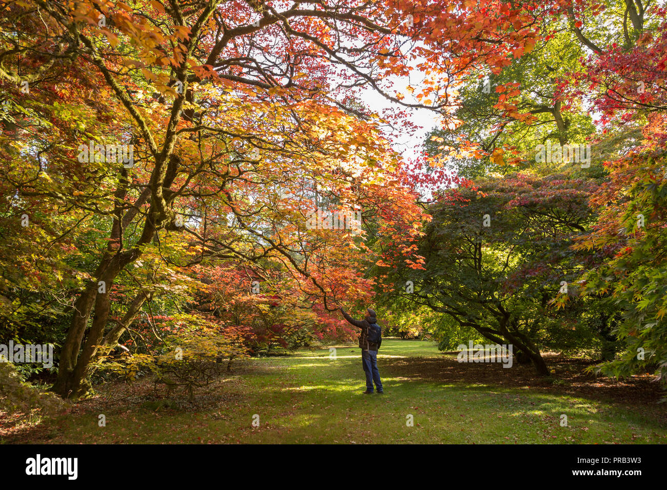 Westonbirt arboretum summer hi-res stock photography and images - Alamy