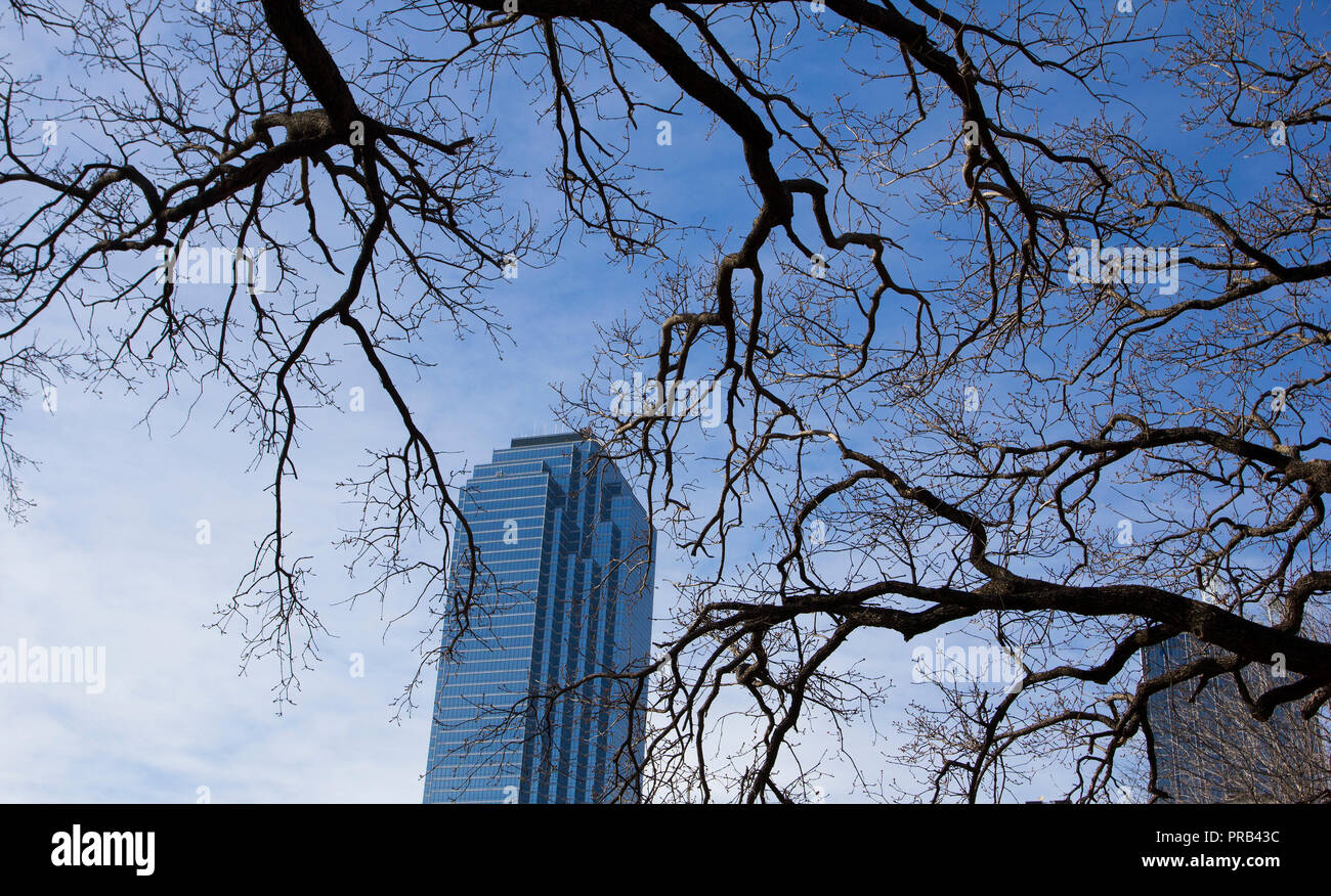Dallas, Texas Skyscraper and Tree Stock Photo - Alamy