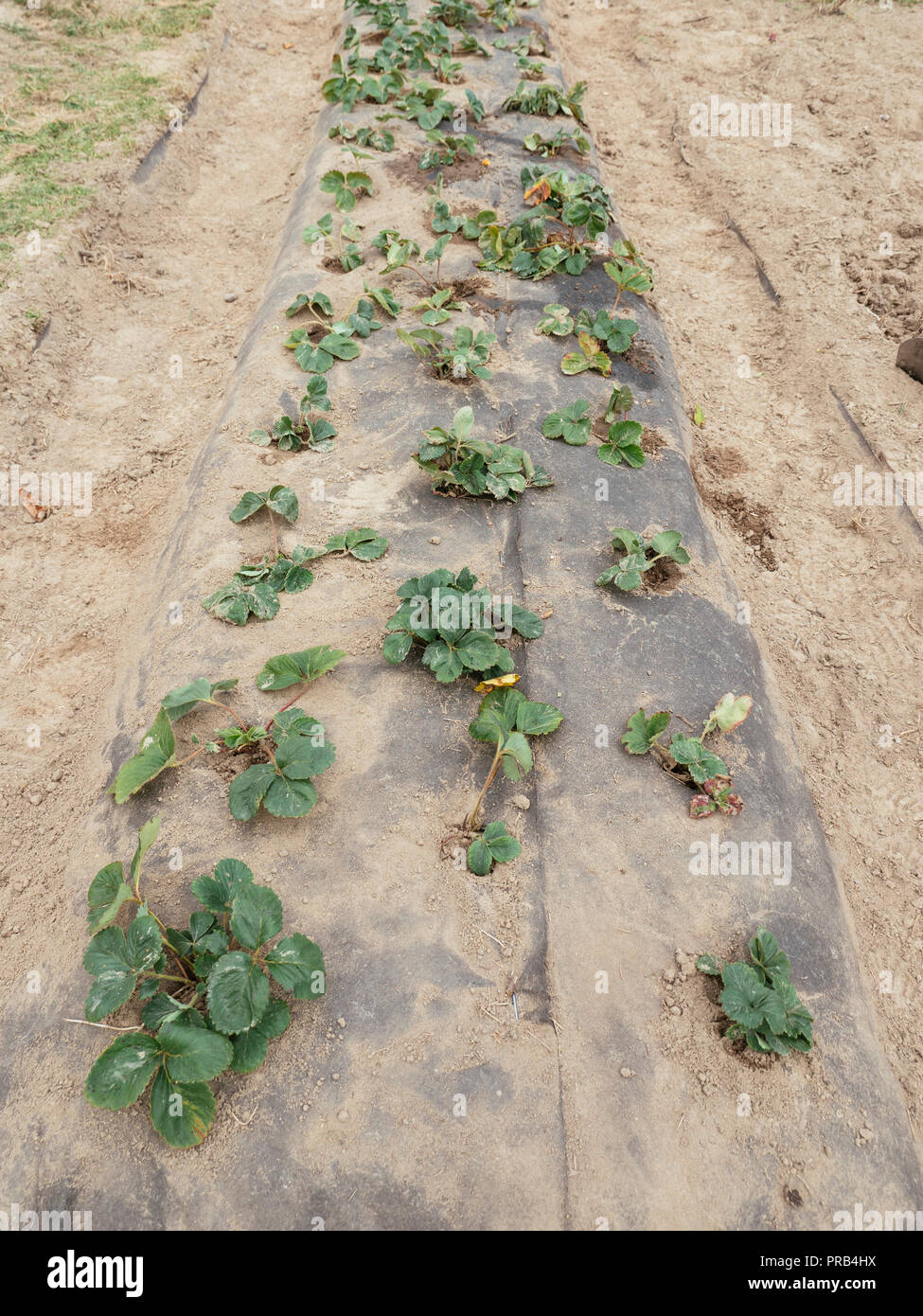 Strawberries planted in a hill system with 3 rows, covered with a ...